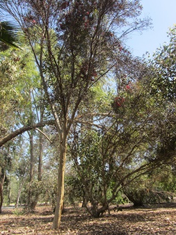 Testing Trees from around the World - Keren Kayemeth LeIsrael - KKL-JNF