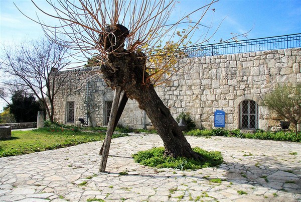 Hanita Forest & Kibbutz Hanita - The Story of Israel | KKL- JNF