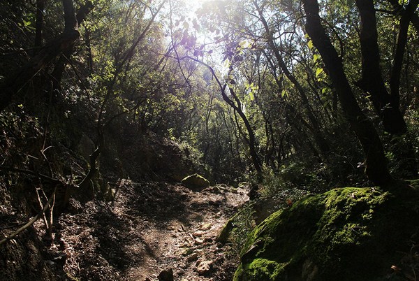 Hanita Forest & Kibbutz Hanita - The Story of Israel | KKL- JNF